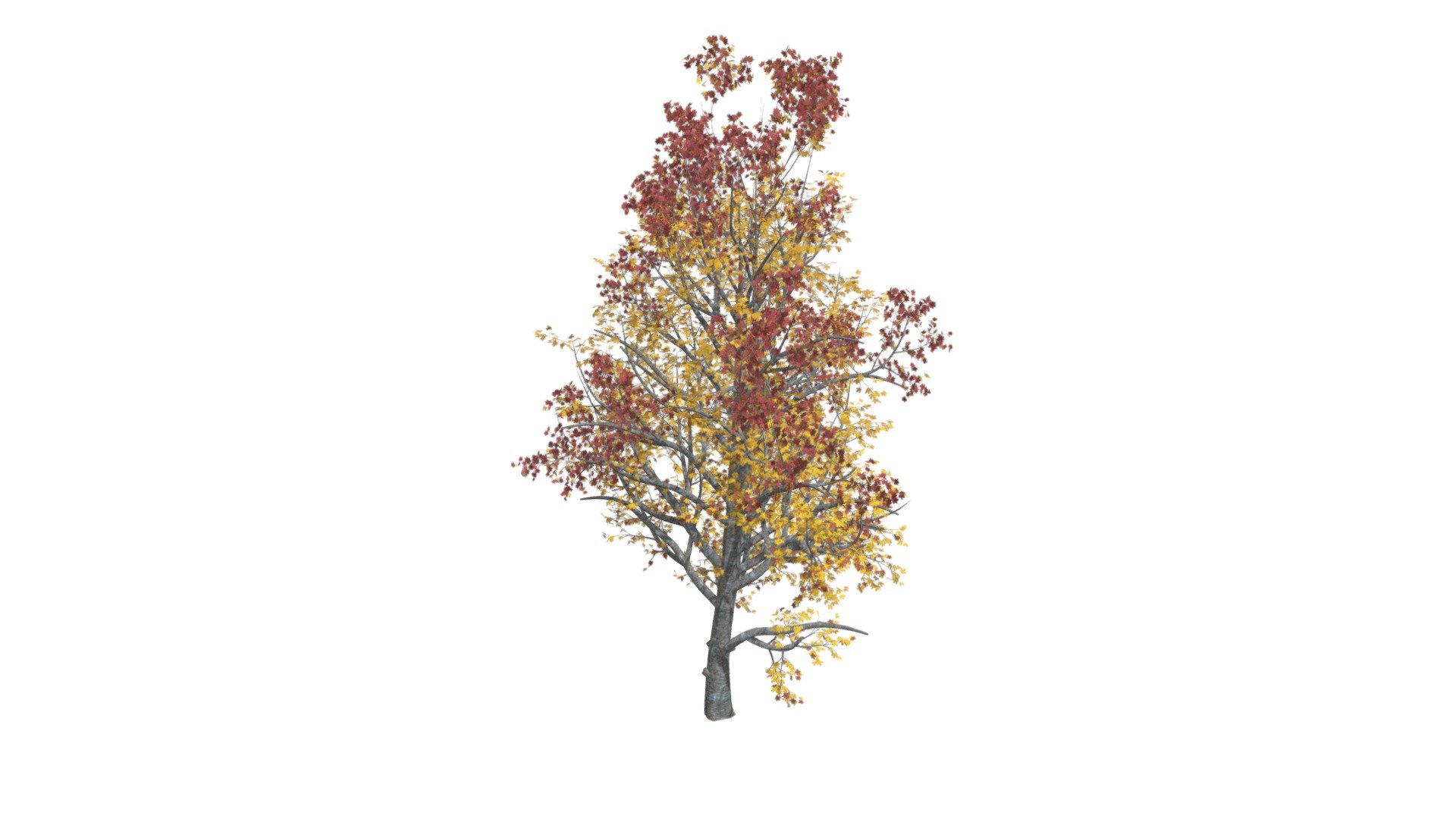 Mountain Maple Tree (Fall) #04 - Buy Royalty Free 3D model by meshshape ...