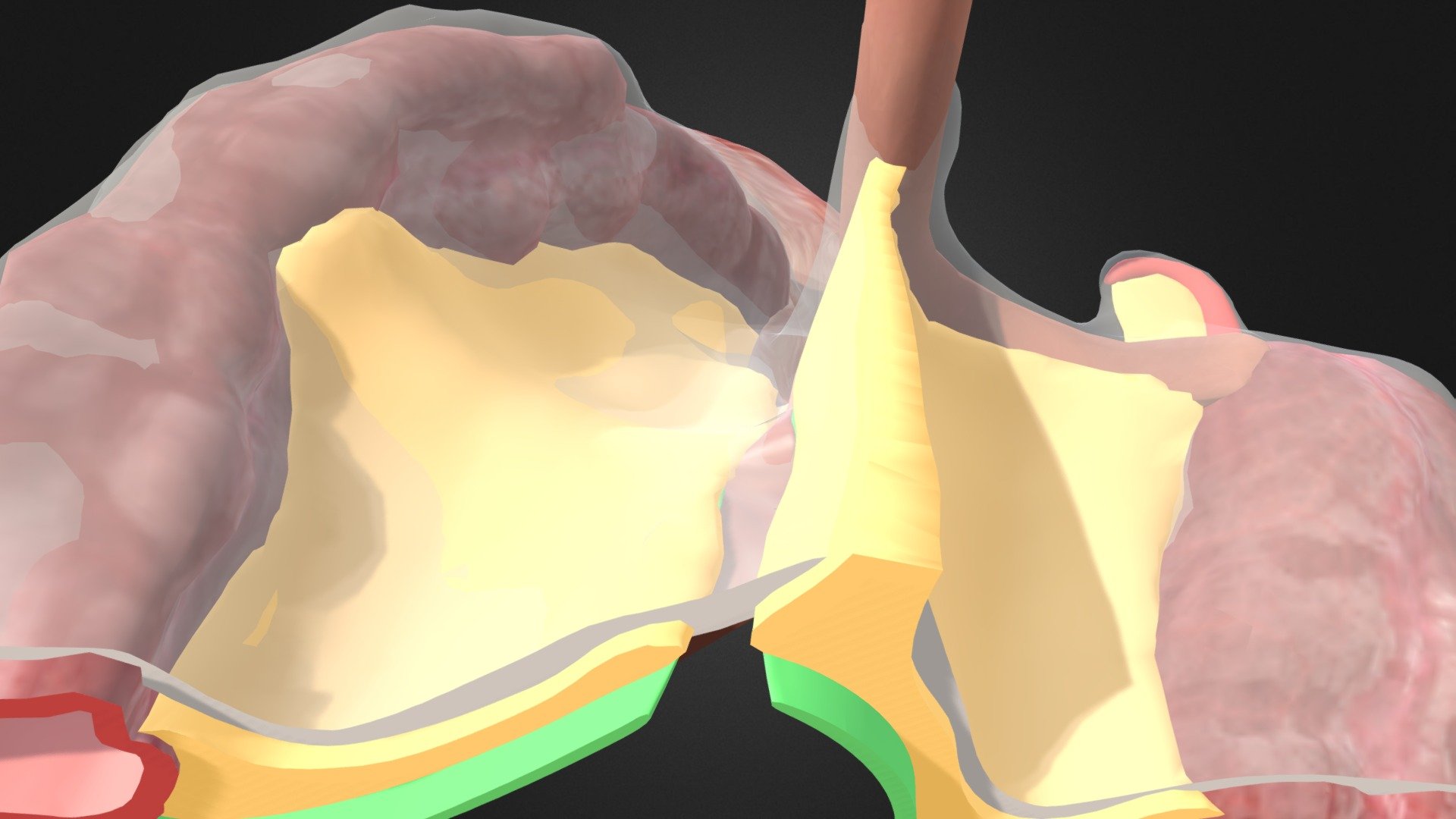 QR 3d–Sectioned view of right and left mesocolon - 3D model by Dara ...