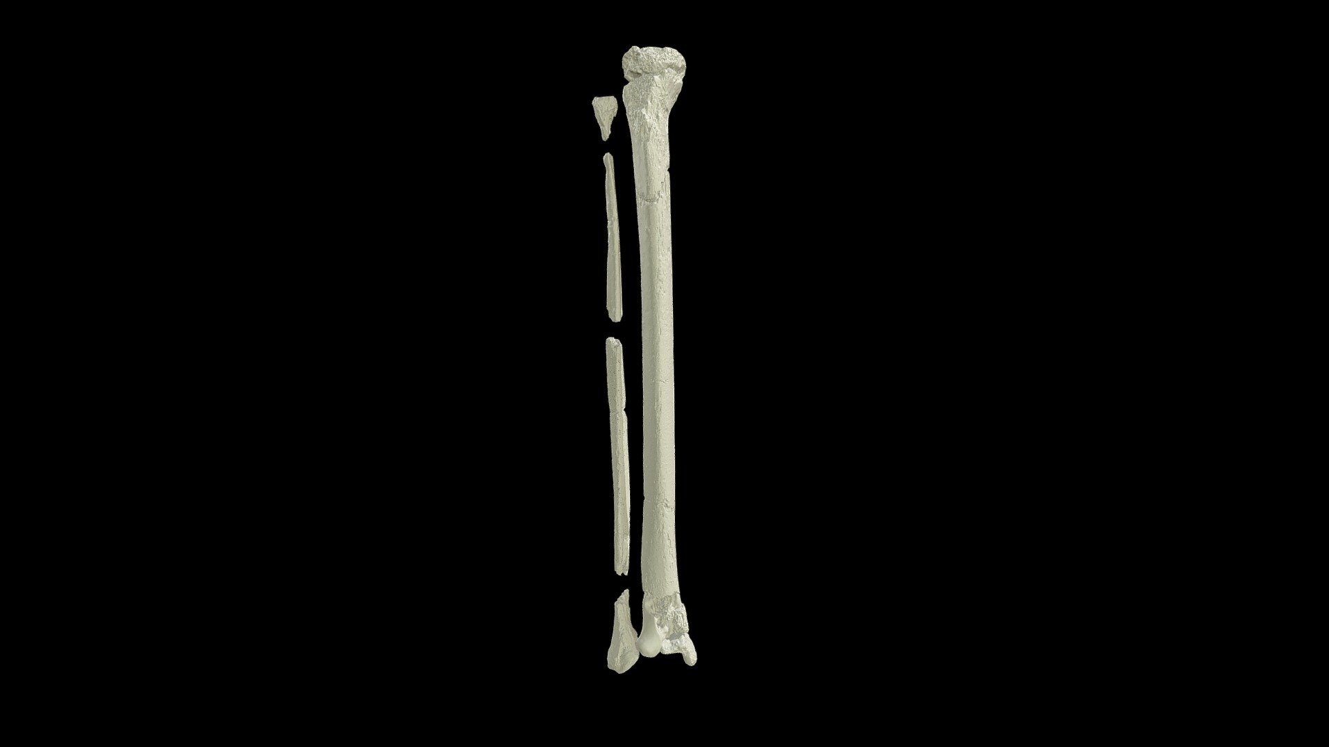 Homo naledi right reconstructed shank - Download Free 3D model by Royal ...