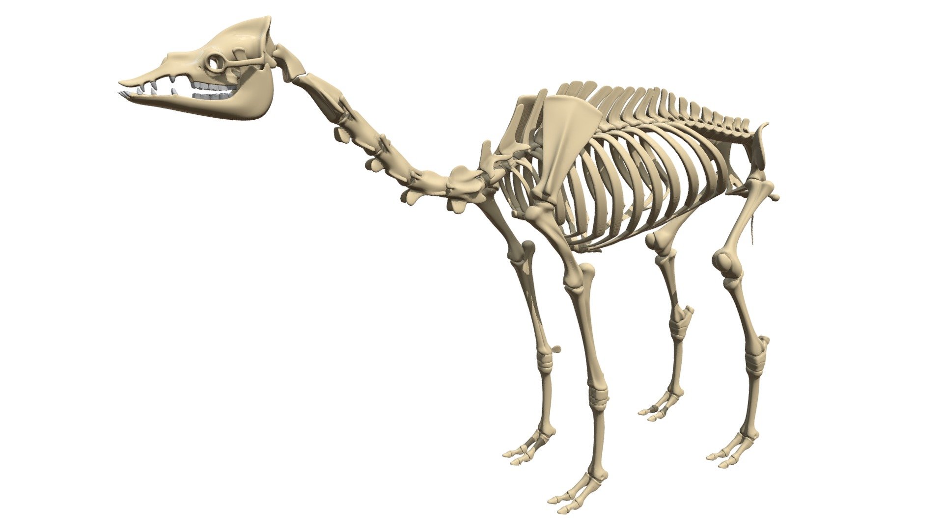 Camel Skeleton Dromedary - Buy Royalty Free 3D model by 3DHorse ...