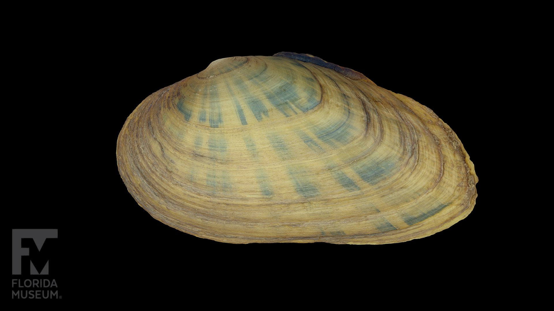 Kidneyshell - Freshwater Mussel - 3D model by FloridaMuseum [5fb3a52 ...