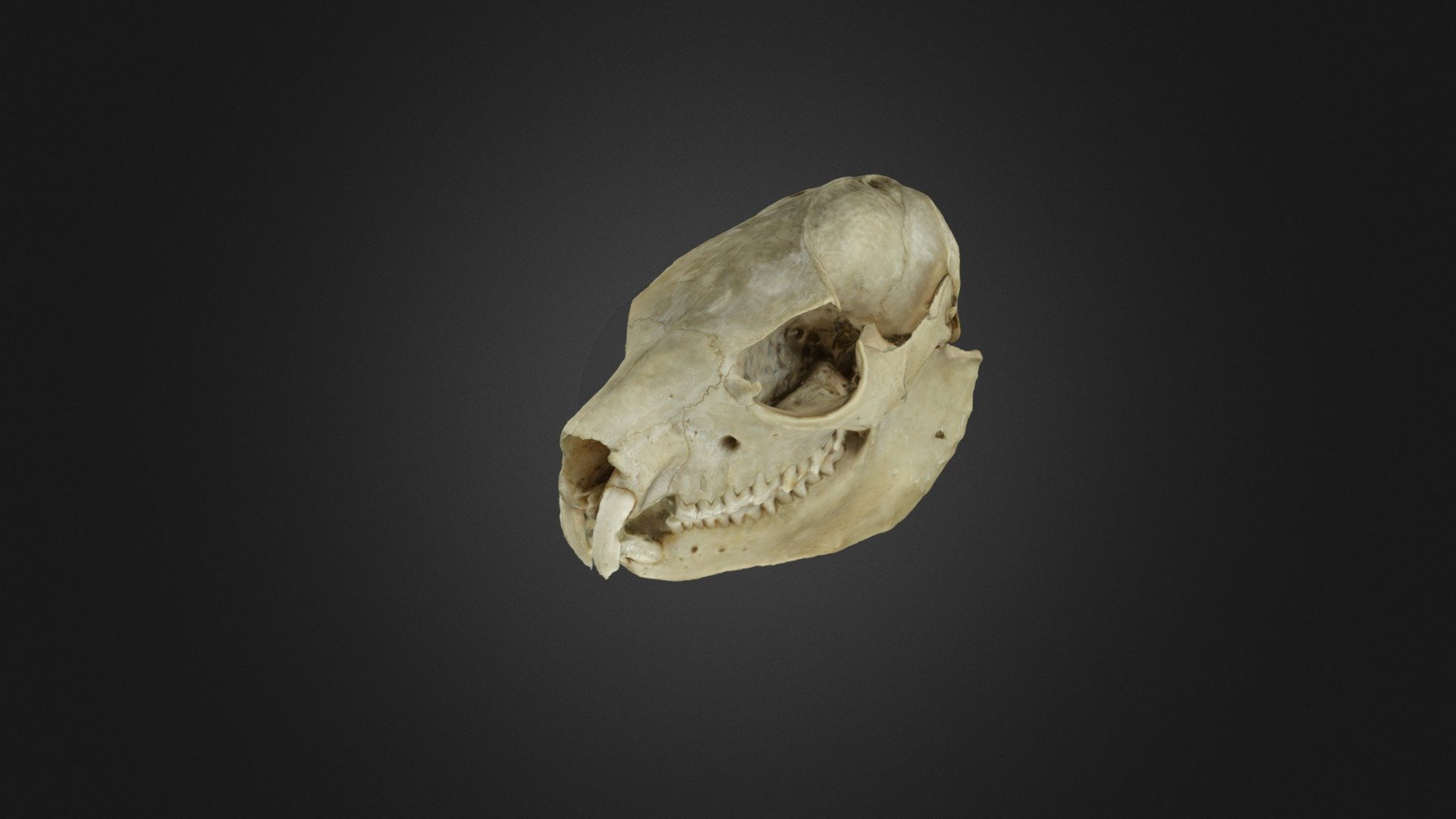 Hyrax skull - 3D model by EU-LAC-3D [5fb426f] - Sketchfab