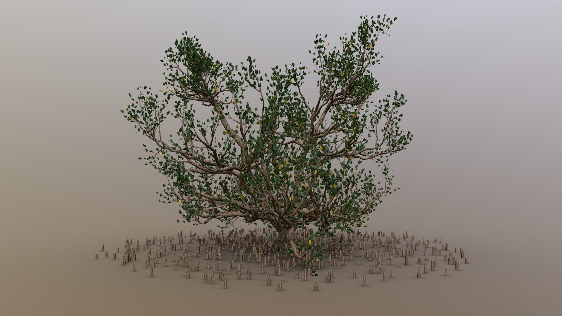 Mangrove - Buy Royalty Free 3D model by zlevi [5fbbe5d] - Sketchfab Store