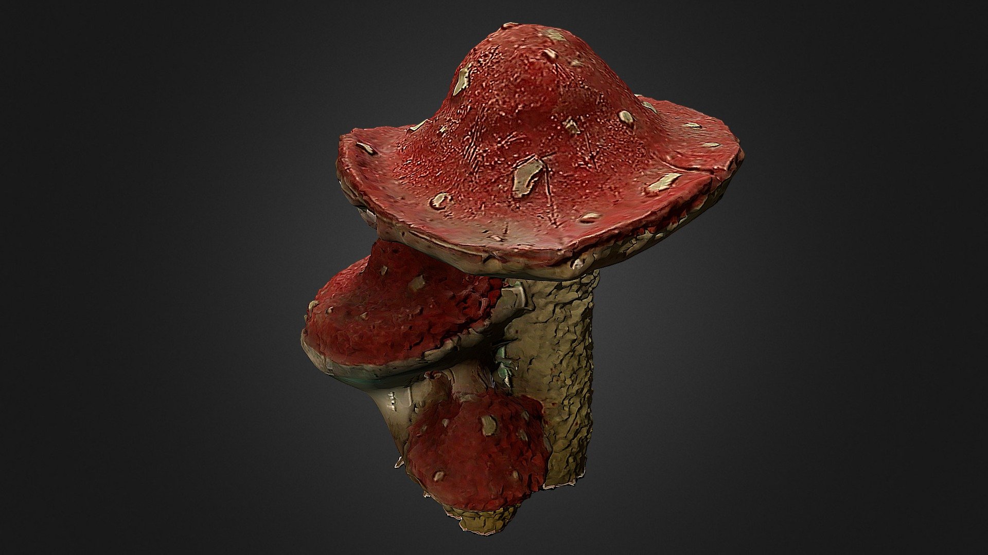 Funghi giardino - 3D model by ingg [5fcaaca] - Sketchfab