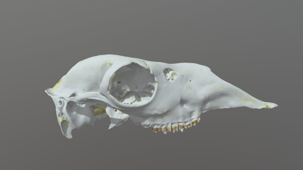 Camelid anatomy - A 3D model collection by sonea - Sketchfab