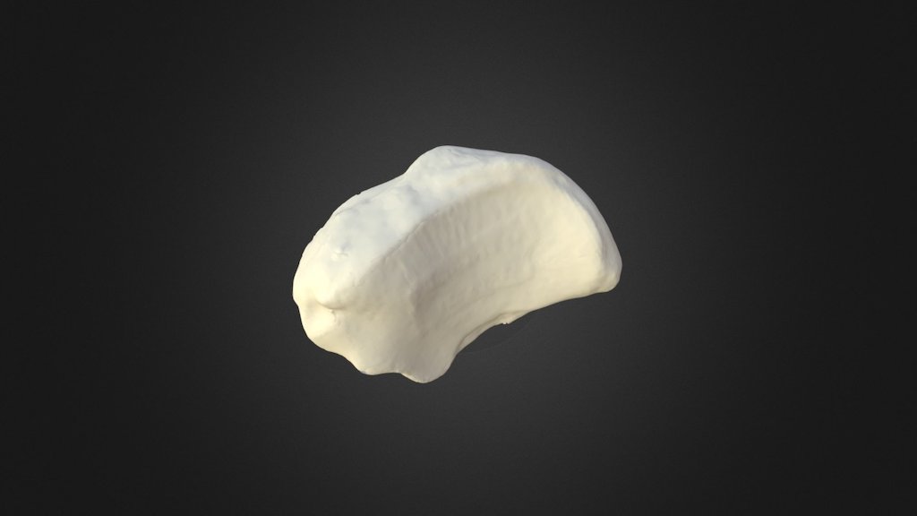 1310002 Fused Second And Third Tarsal Right - 3D model by William_R ...