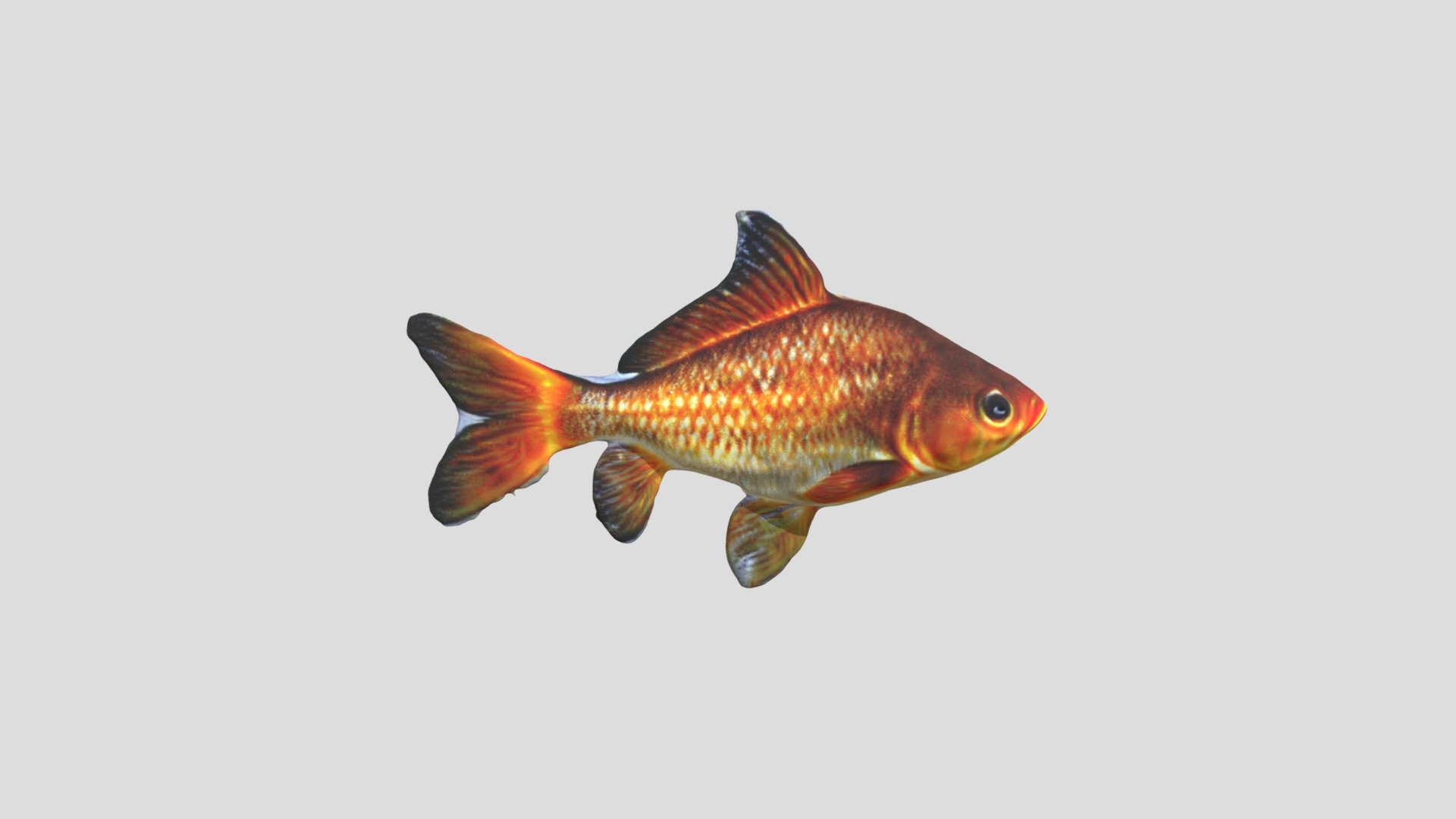 a Goldfish - Download Free 3D model by CuiZi (@CuiZiheng001) [5fd3f6c ...