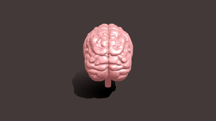 Brain 3D models - Sketchfab