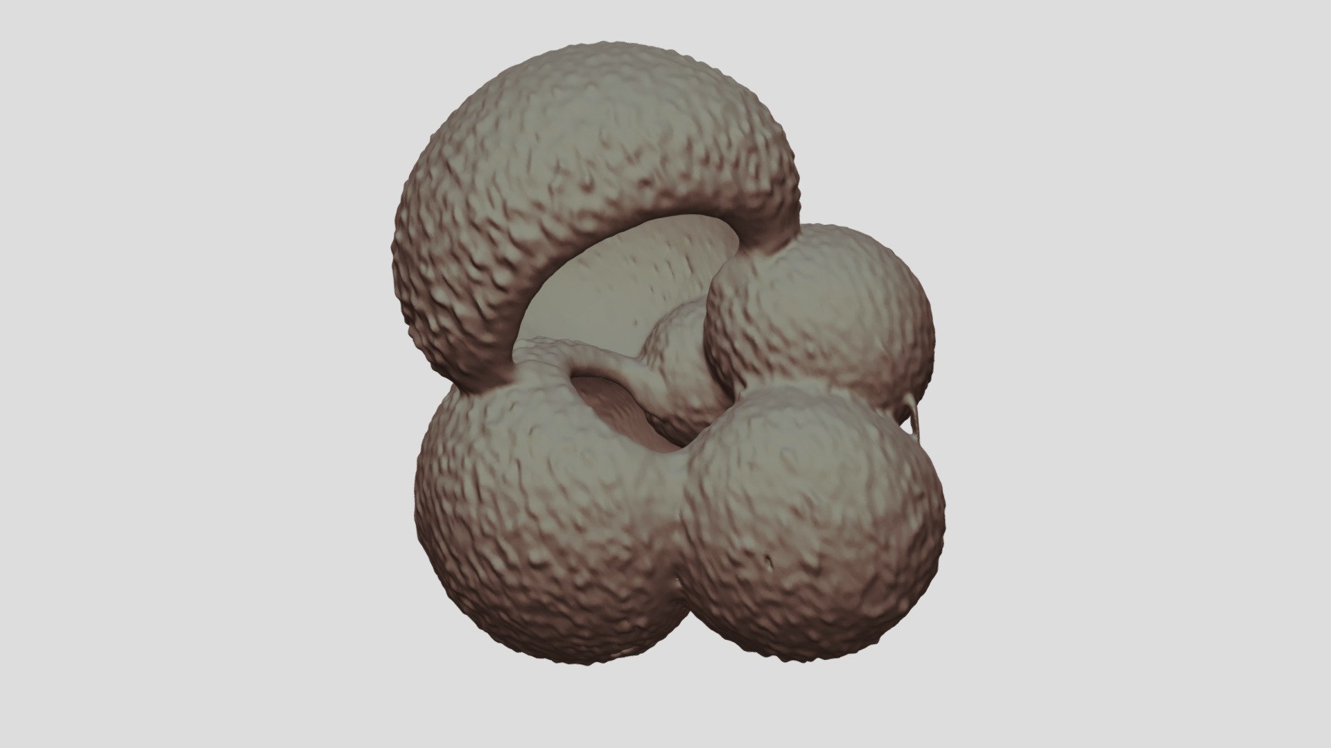 Globigerina bulloides [Geo B8502 785cm Shell-8] - Download Free 3D ...
