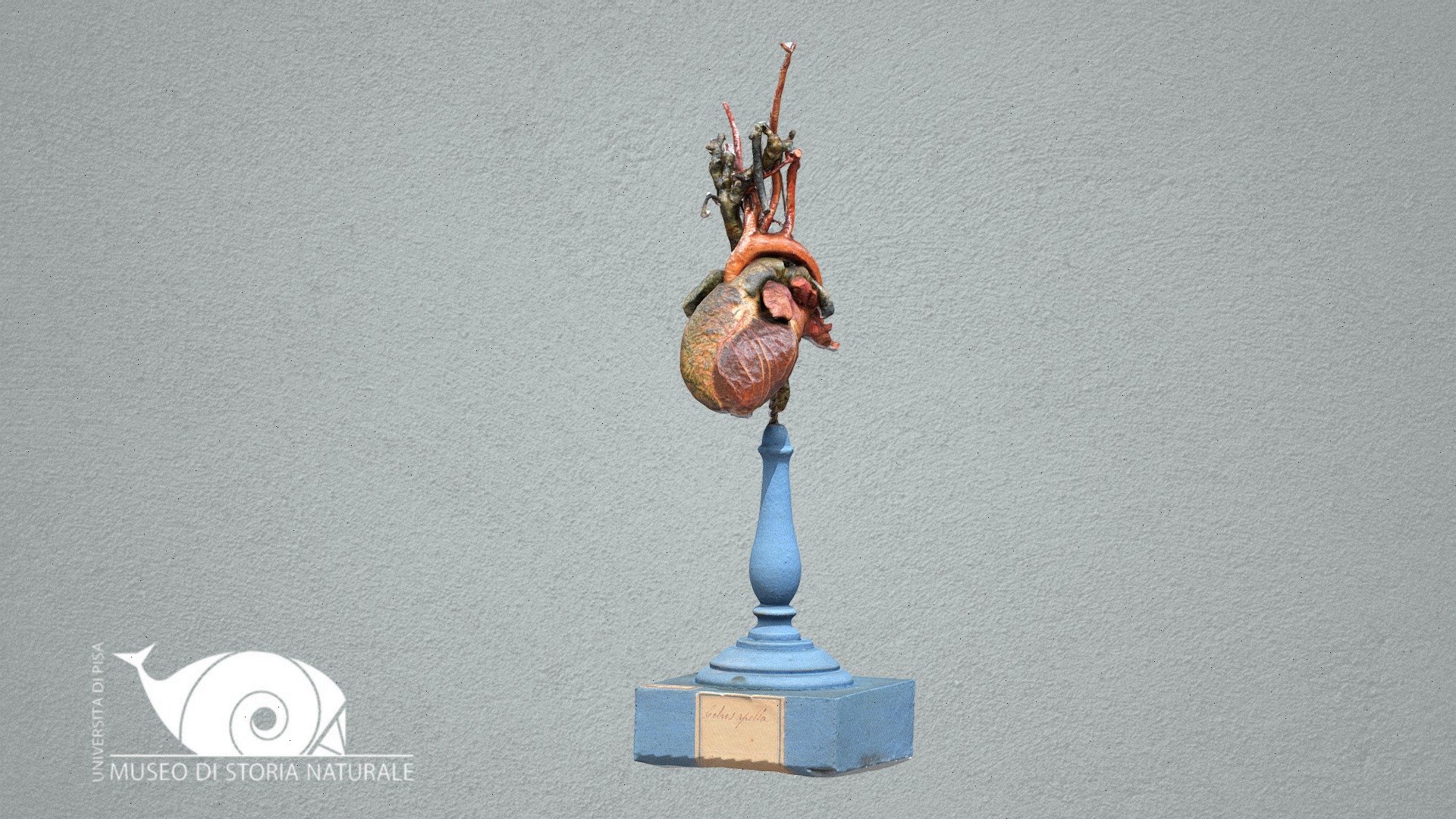 Tufted capuchin - 3D model by Natural History Museum, University of ...