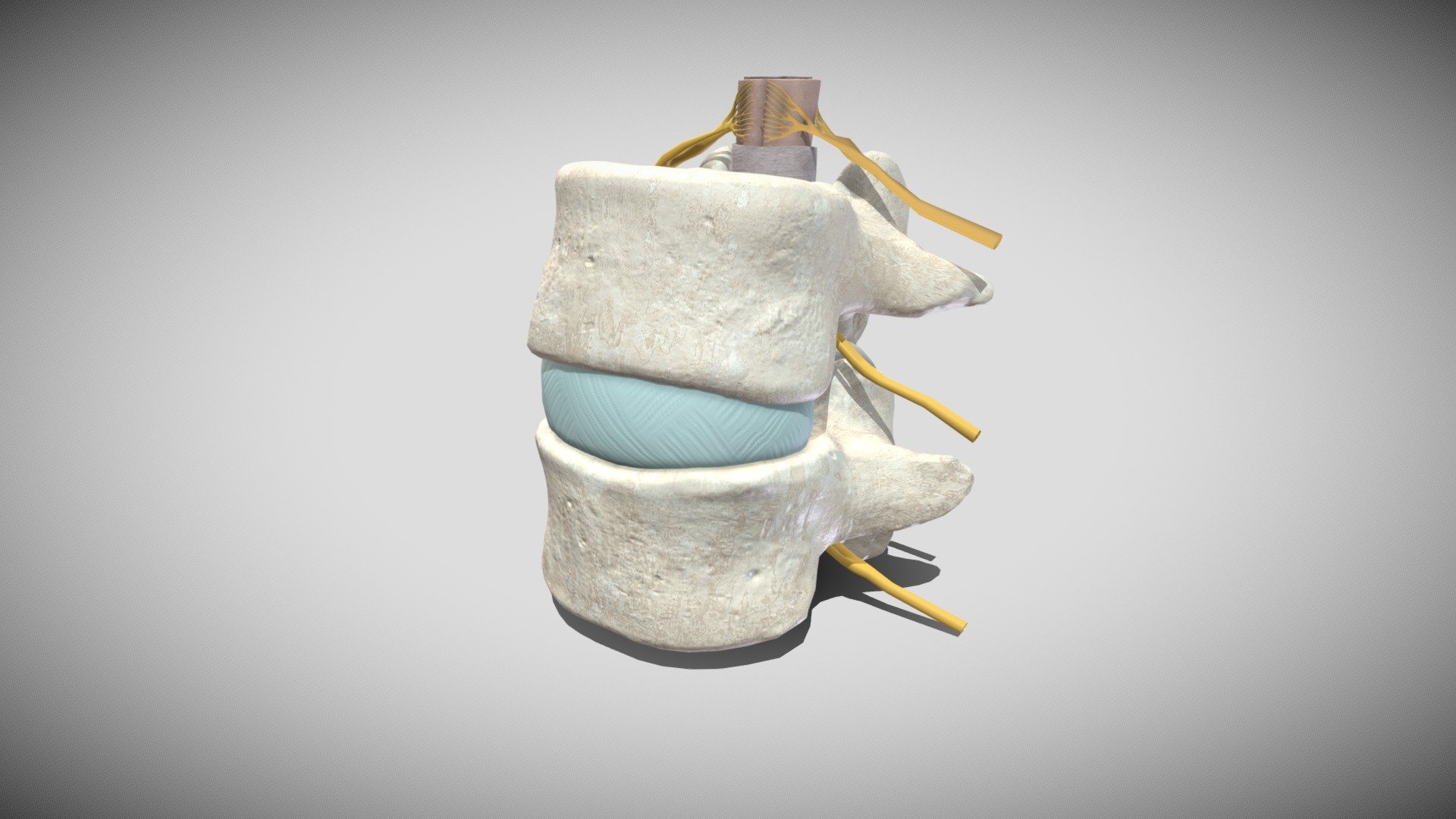 Normal_Spine - 3D model by imiridley [5fd7a13] - Sketchfab
