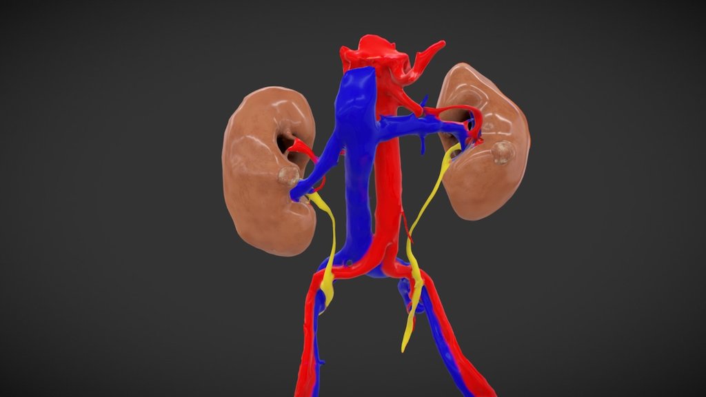 01_Kidneys_CT - 3D model by URO (@SIULIVE) [5fdb466] - Sketchfab