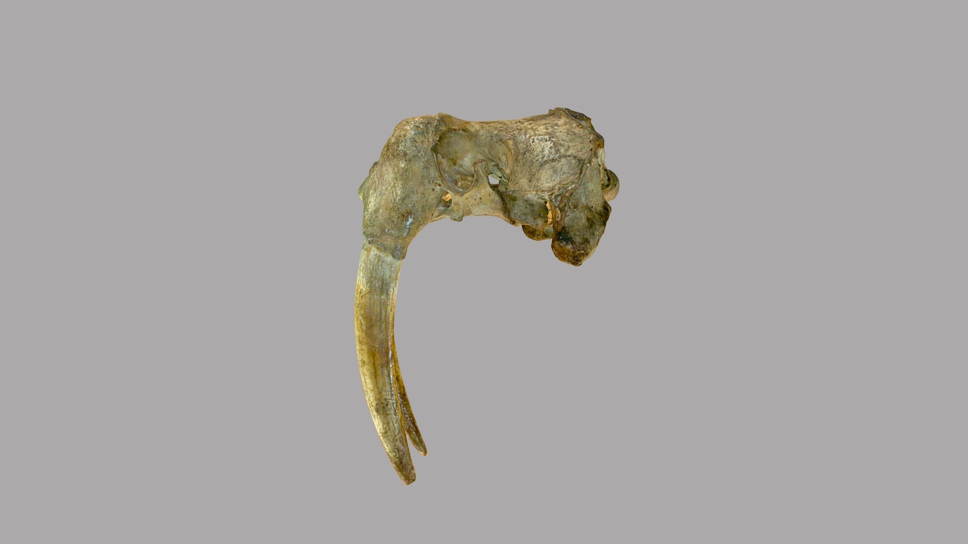 Walrus cranium (male) - 3D model by 4-OCEANS Virtual Reference ...