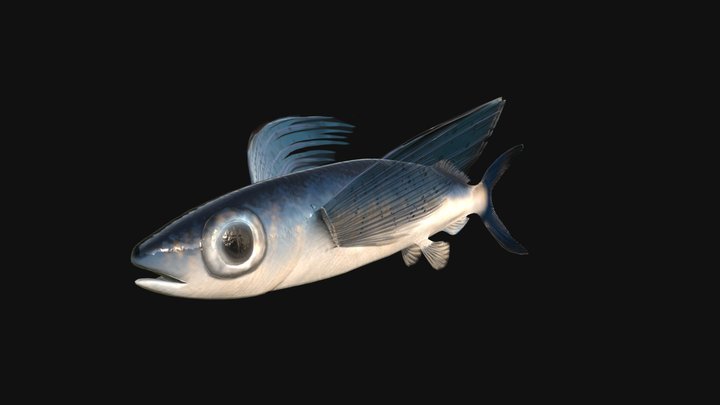Animschool 3D models - Sketchfab