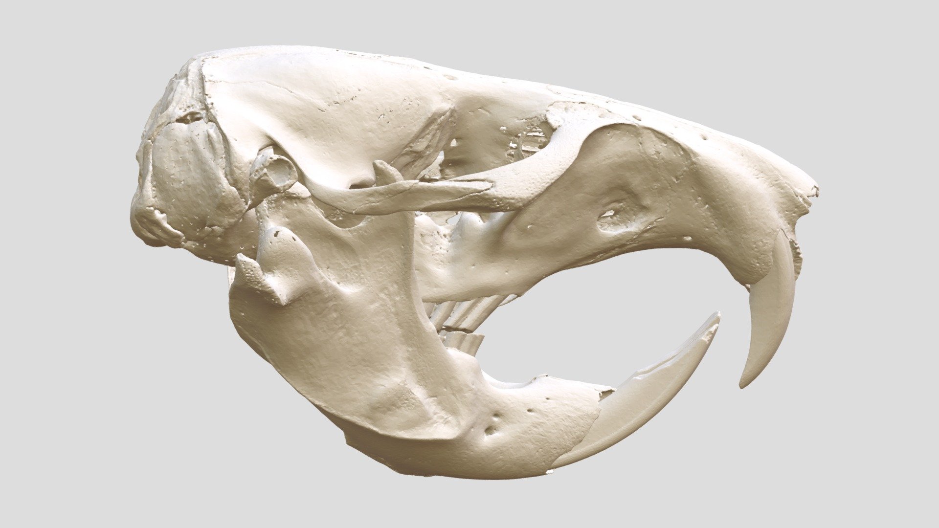Geomys burarius (MSB:Mamm:271072) - 3D model by Biodiversity [5fe51a0 ...