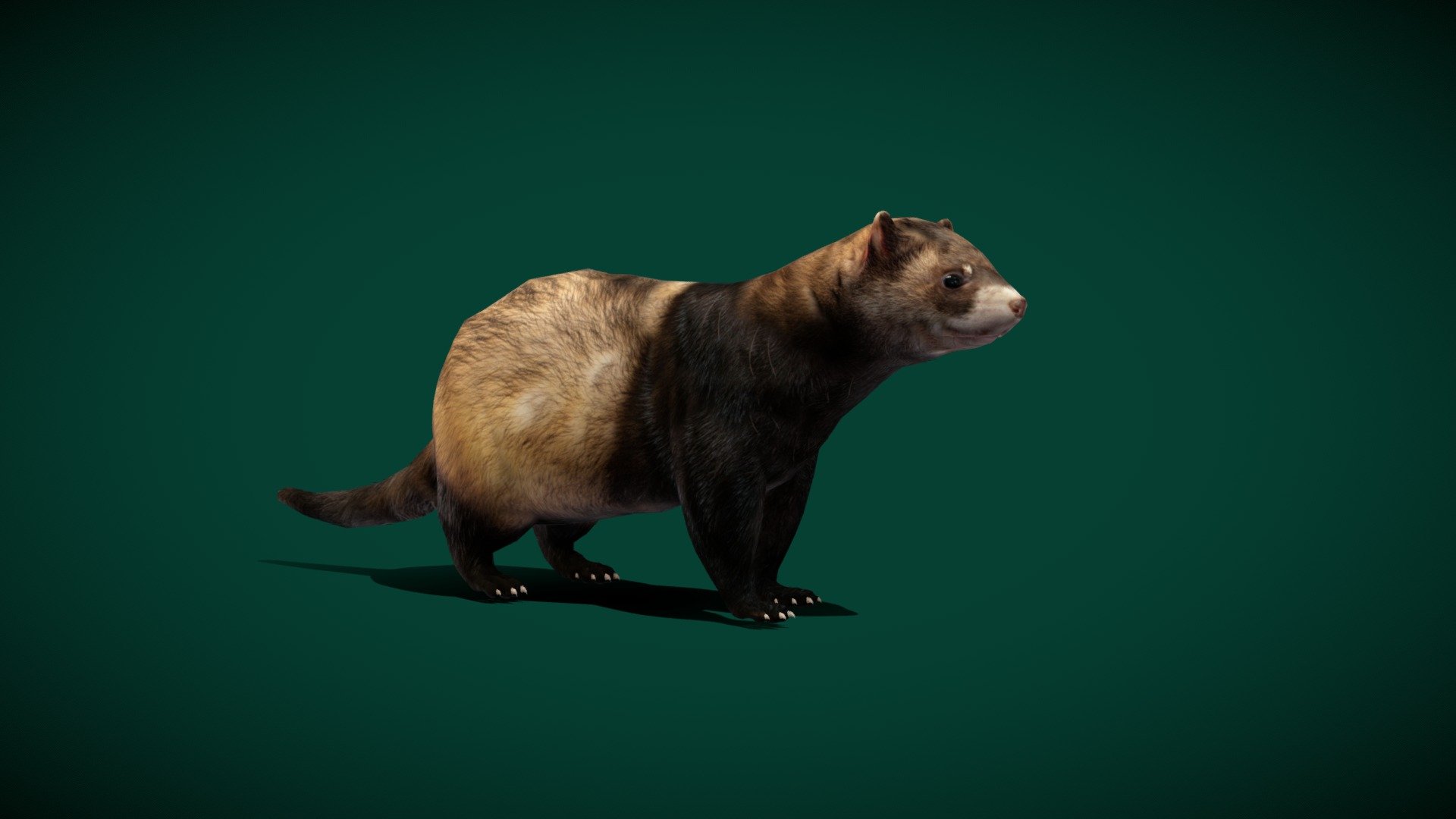 European Polecat (LowPoly) - Buy Royalty Free 3D model by ...