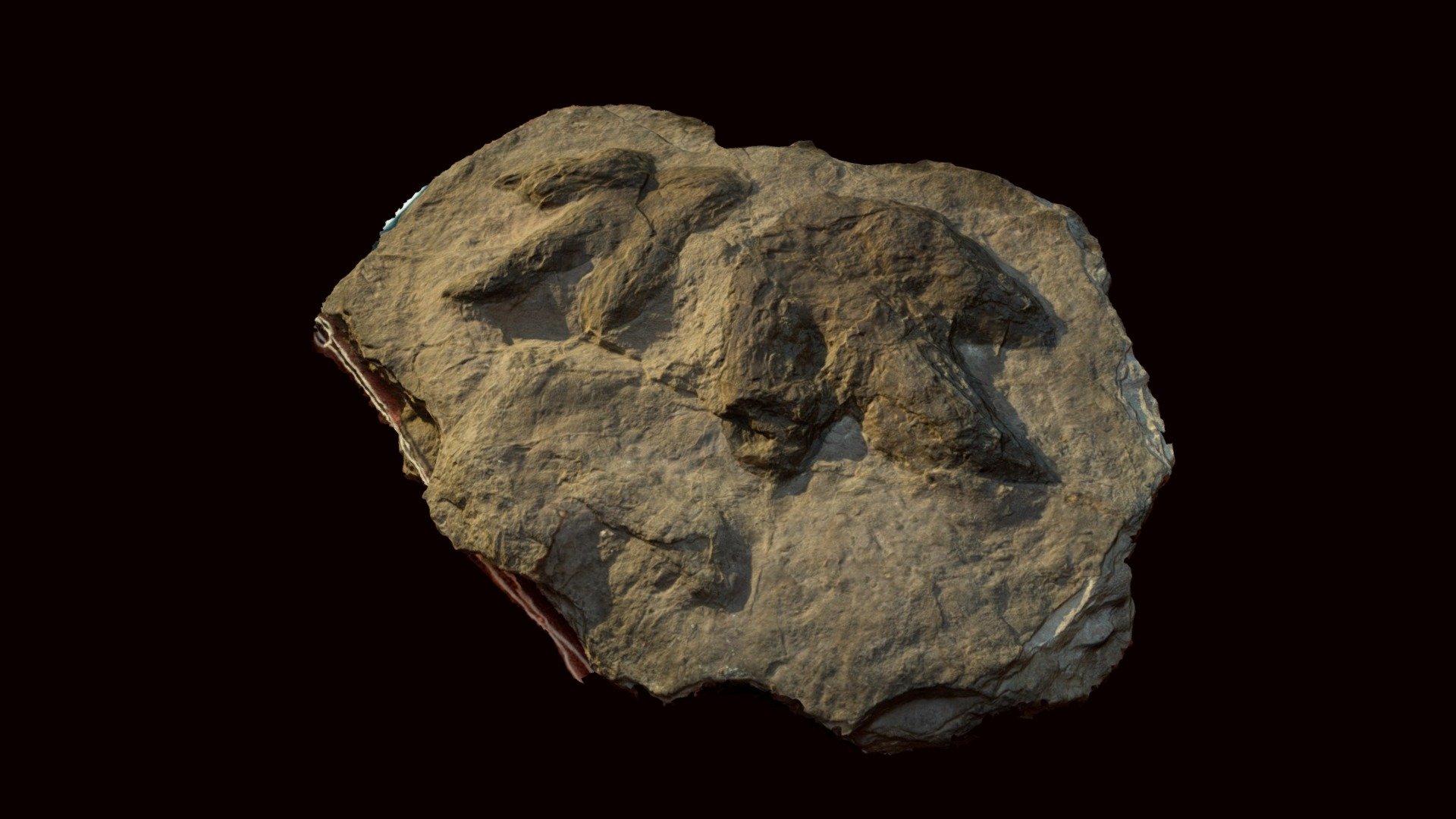 Sample 3: Eubrontes giganteus - 3D model by hyattj [5fe8642] - Sketchfab