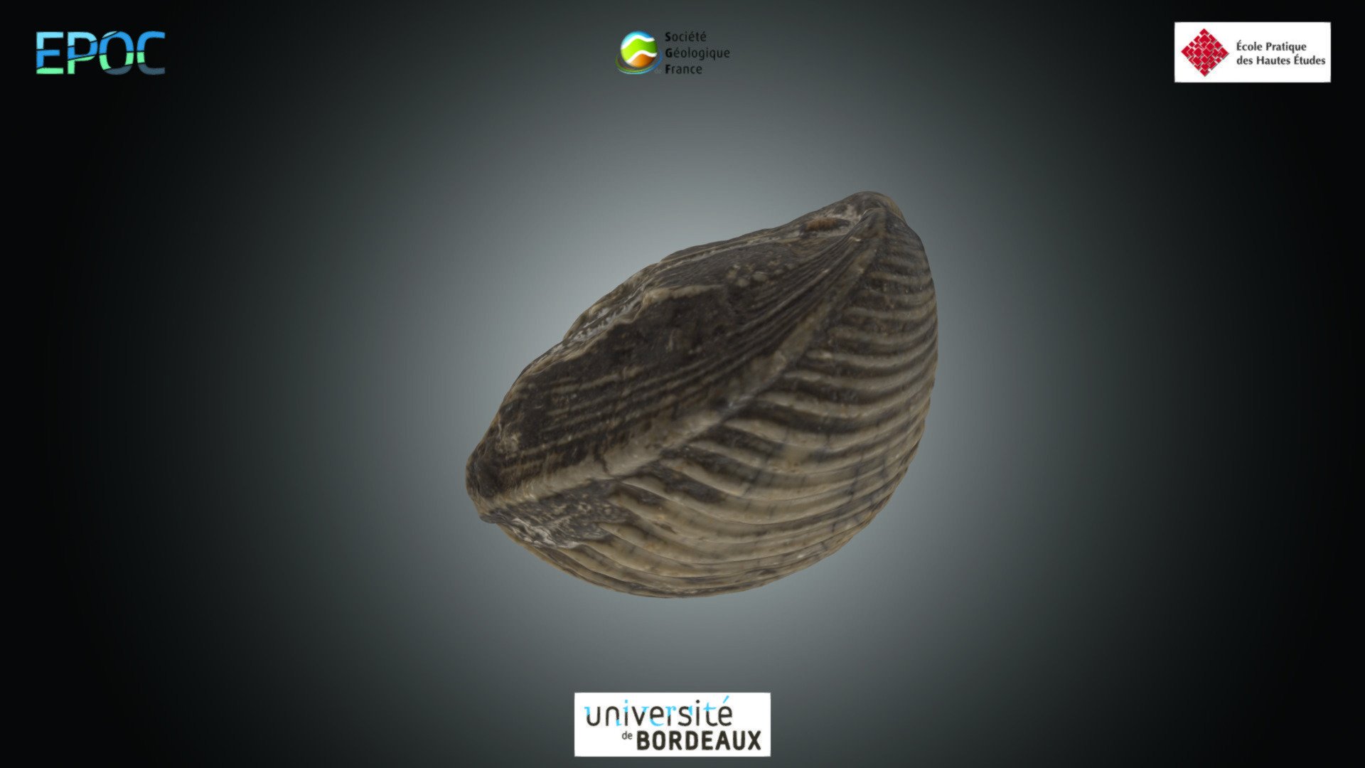 Bivalve - Trigonia sp. - Download Free 3D model by Société Géologique ...