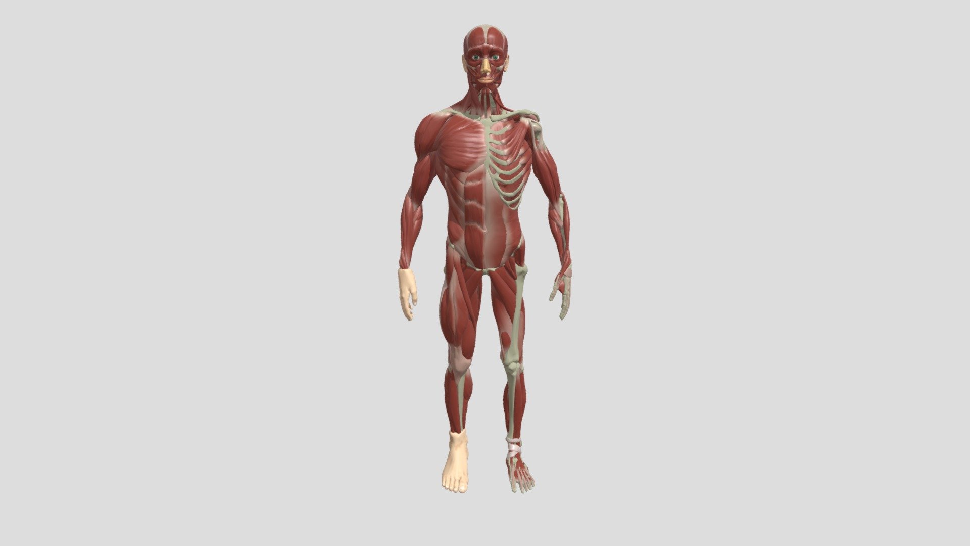 muscular - 3D model by mohamadkhairul [5febfee] - Sketchfab