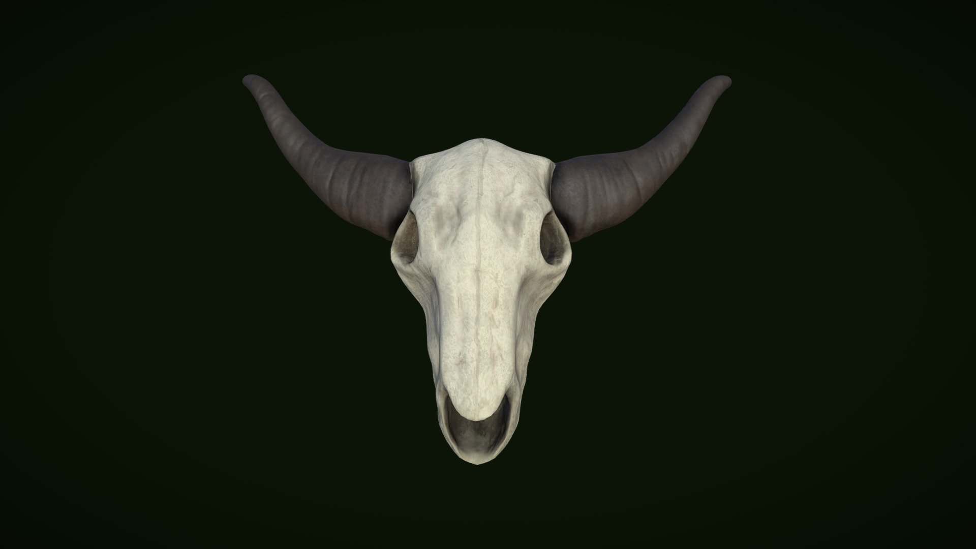 Bull Skull - 3D model by Alvaro Galvez (@agalvezm) [5fec200] - Sketchfab