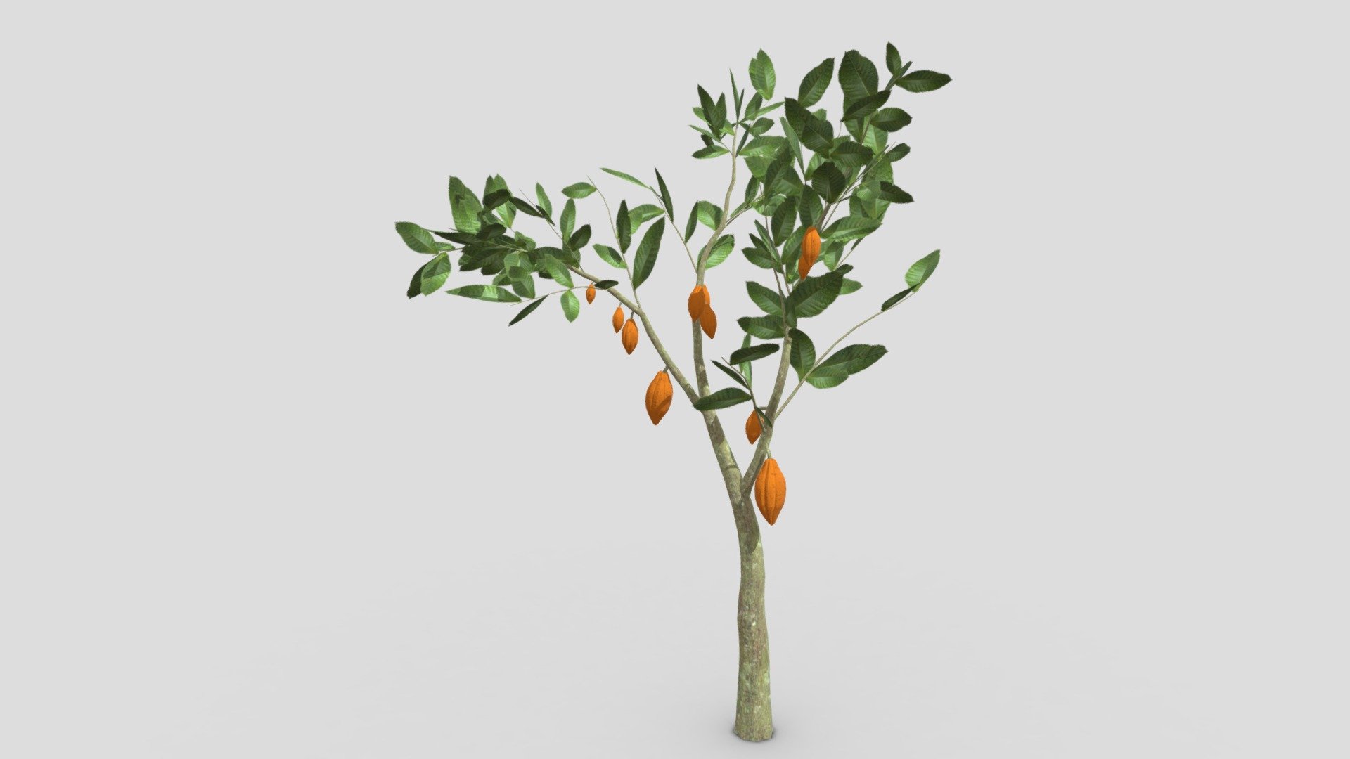 Cacao Tree(Orang Fruit)- 01 - Buy Royalty Free 3D model by ASMA3D ...