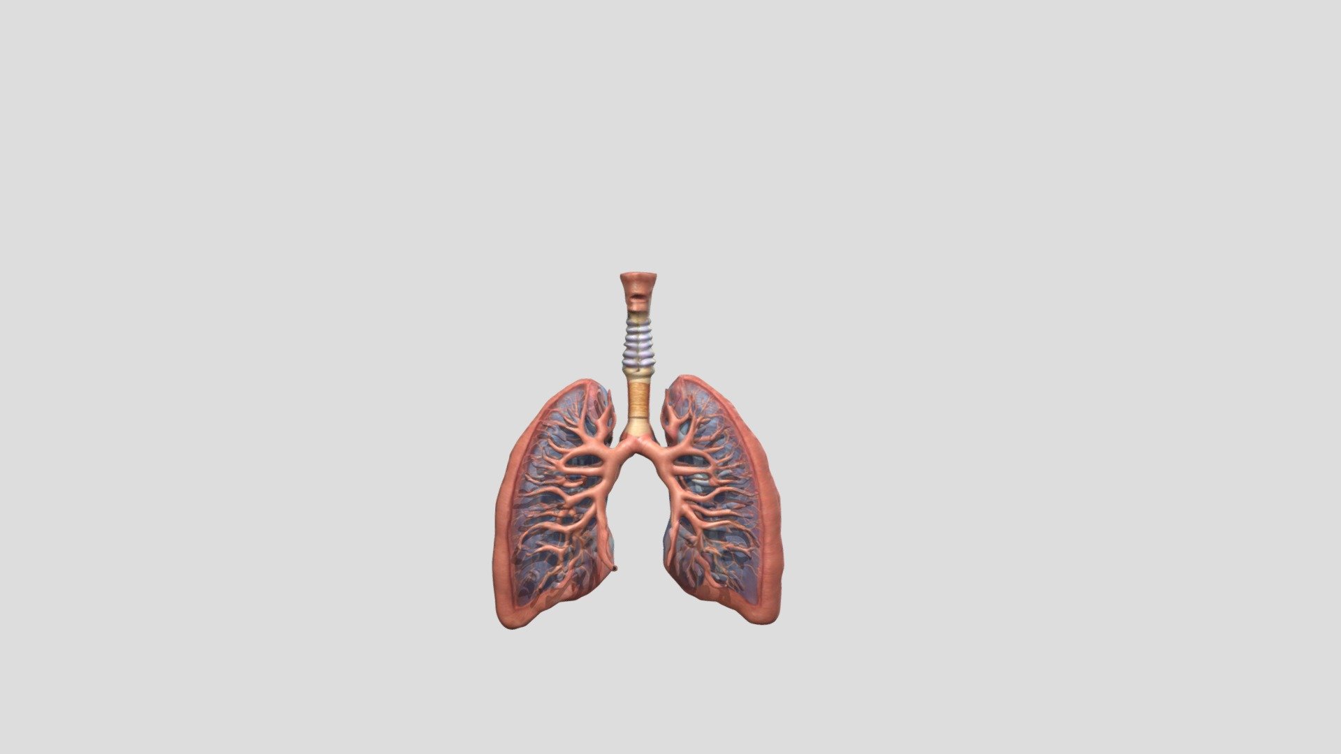 _human_respiratory_sy_0521095106_texture - 3D model by indrianilaila467 ...