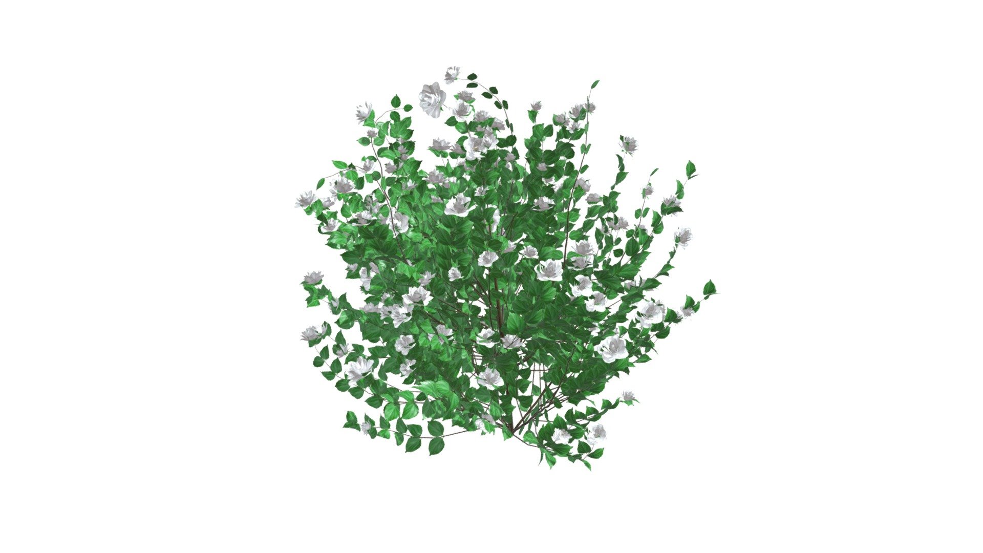 Dwarf Snowflake Mock Orange flowers summer - Buy Royalty Free 3D model ...