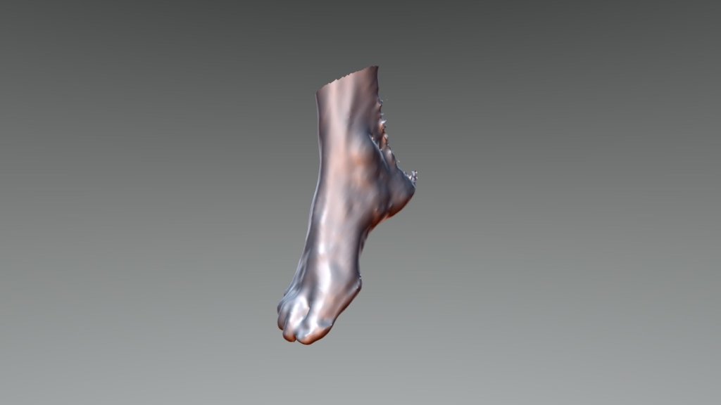 Foot Scan - Download Free 3D model by Scandy [5ff8610] - Sketchfab