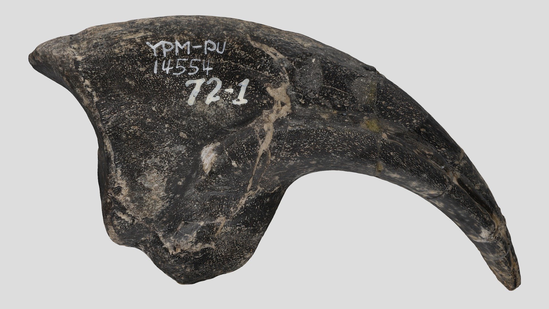 YPMVPPU.014554.I Antrodemus valens manual ungual - Download Free 3D ...