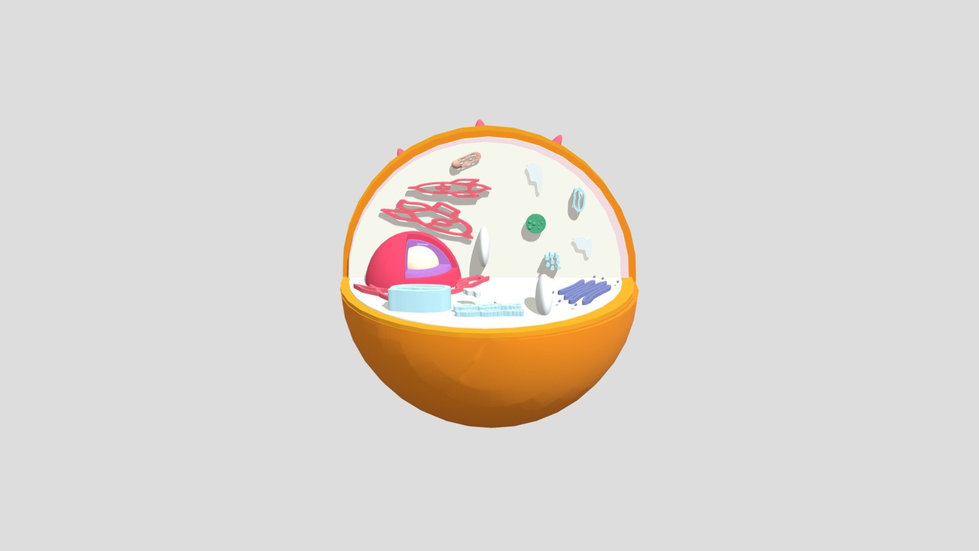 ANIMAL CELL GRP 4 BIOLOGY - 3D model by kirby29 [60003c2] - Sketchfab