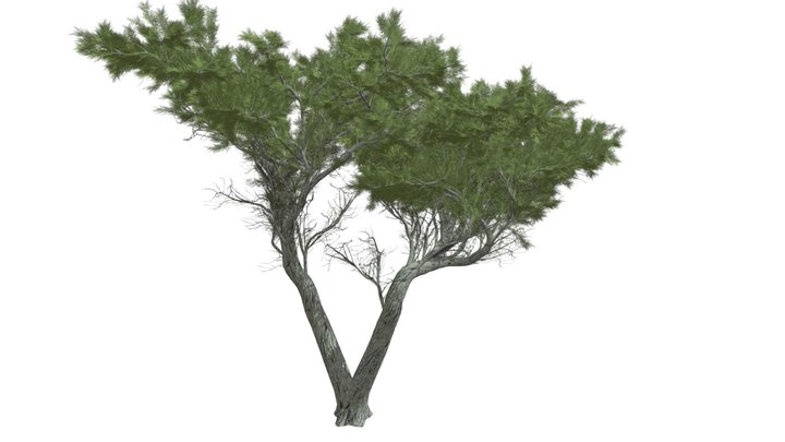 Monterey Cypress Trees - A 3D model collection by meshshape - Sketchfab