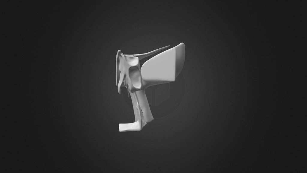 Nasal Conchae- Parasagittal Plane - 3D model by jplister [601c541 ...
