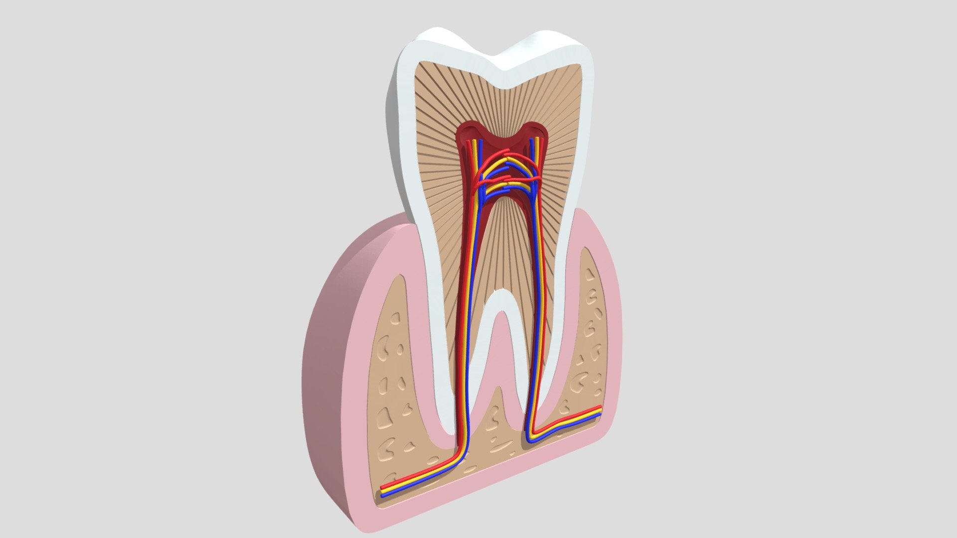 dental anatomy - 3D model by Federico Espinola MD, MSc (@fheder ...