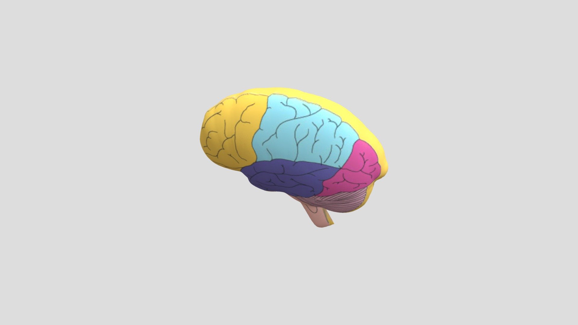 Human Brain - 3D model by dindast [602f394] - Sketchfab