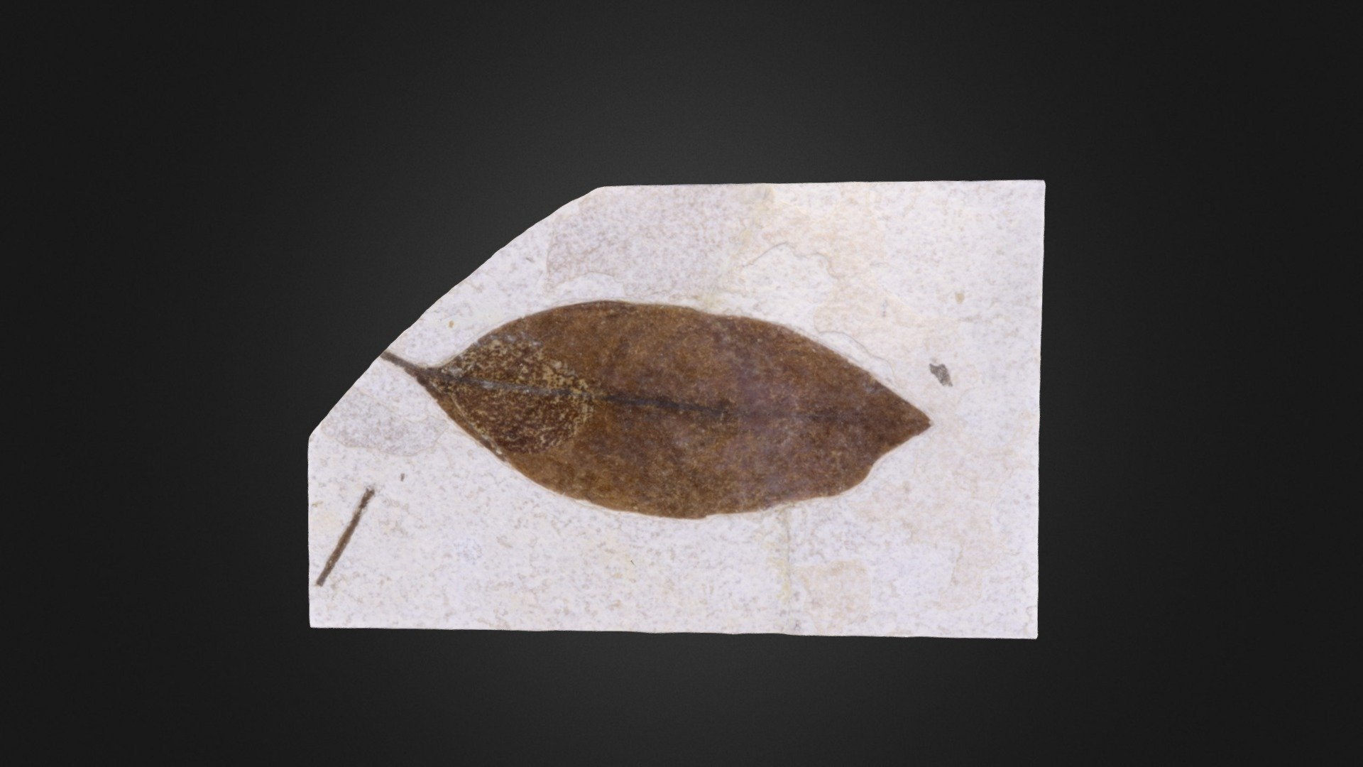 Climate Leaf - Download Free 3D model by Digital Atlas of Ancient Life ...
