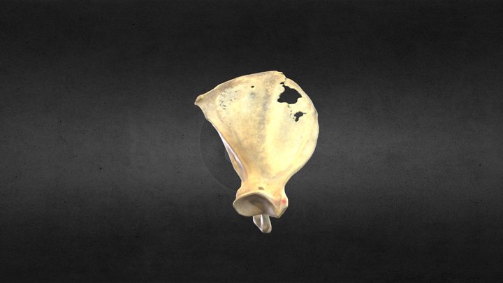Shoulder-blade 3D models - Sketchfab