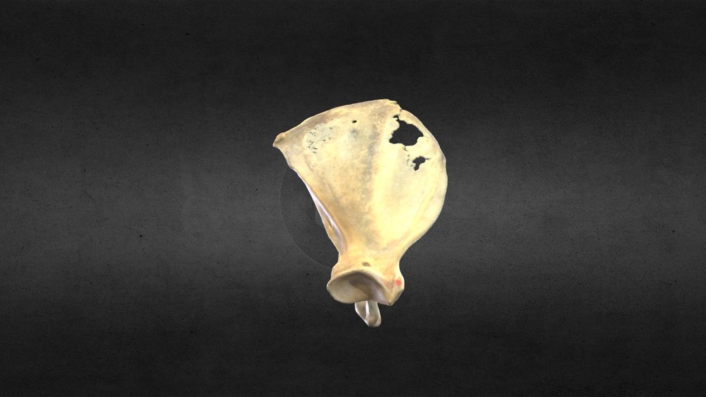 Scapulae - A 3D model collection by Girugamesh17 - Sketchfab