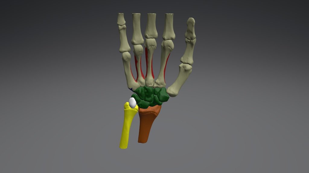 Hand with origins and muscular incersions - 3D model by Clínica 3D ...