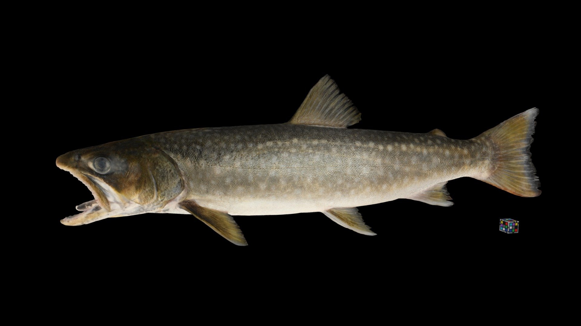 CC0 アメマス エゾイワナ 🐟 ♂ White-spotted Charr - Download Free 3D model by ...