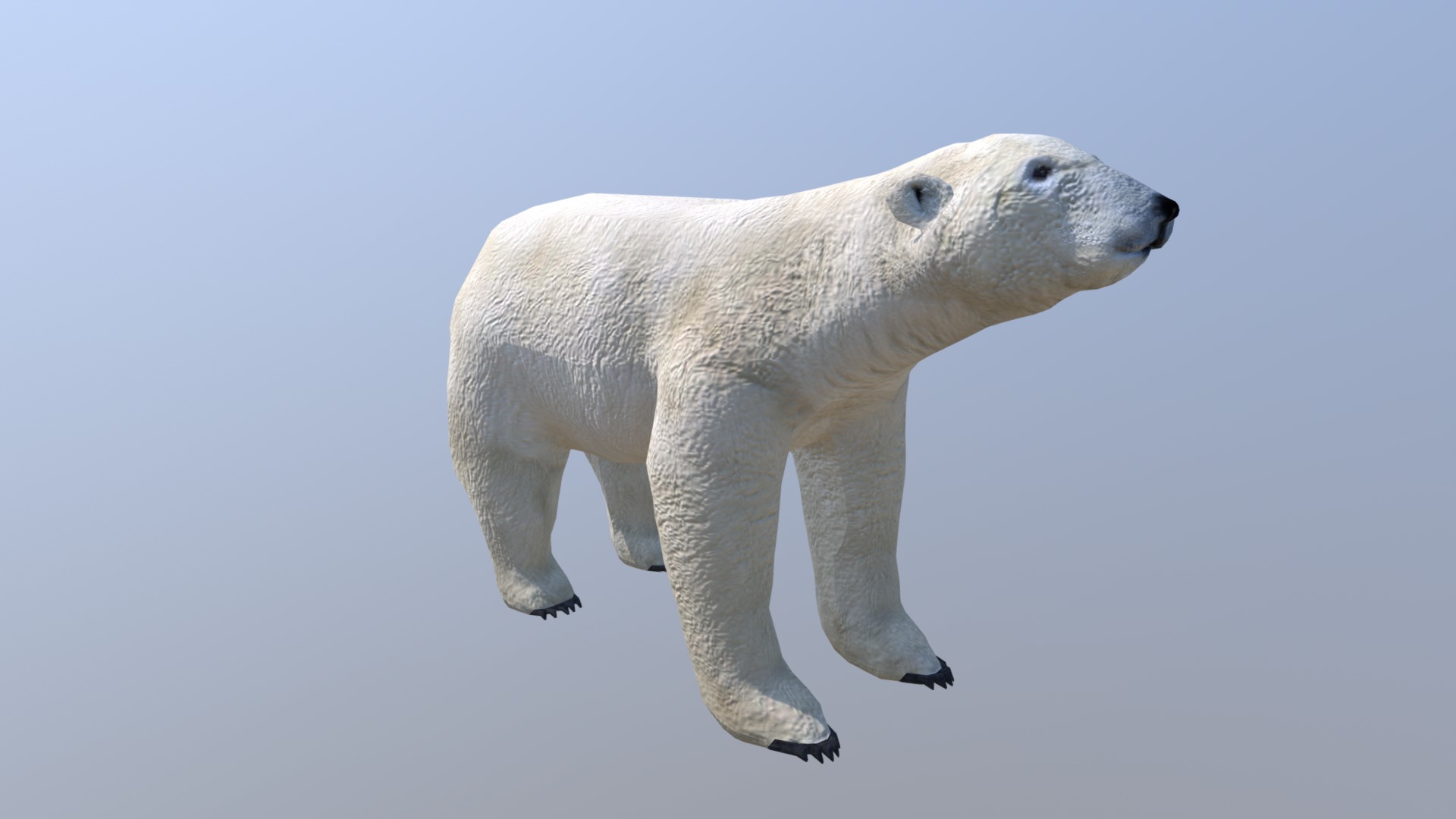 Polar Bear - Buy Royalty Free 3D model by 3dlowpoly [605281d ...