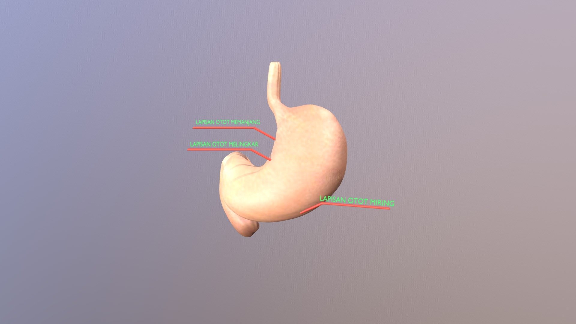 Lambung - 3D model by davaazriel5 [60590f4] - Sketchfab