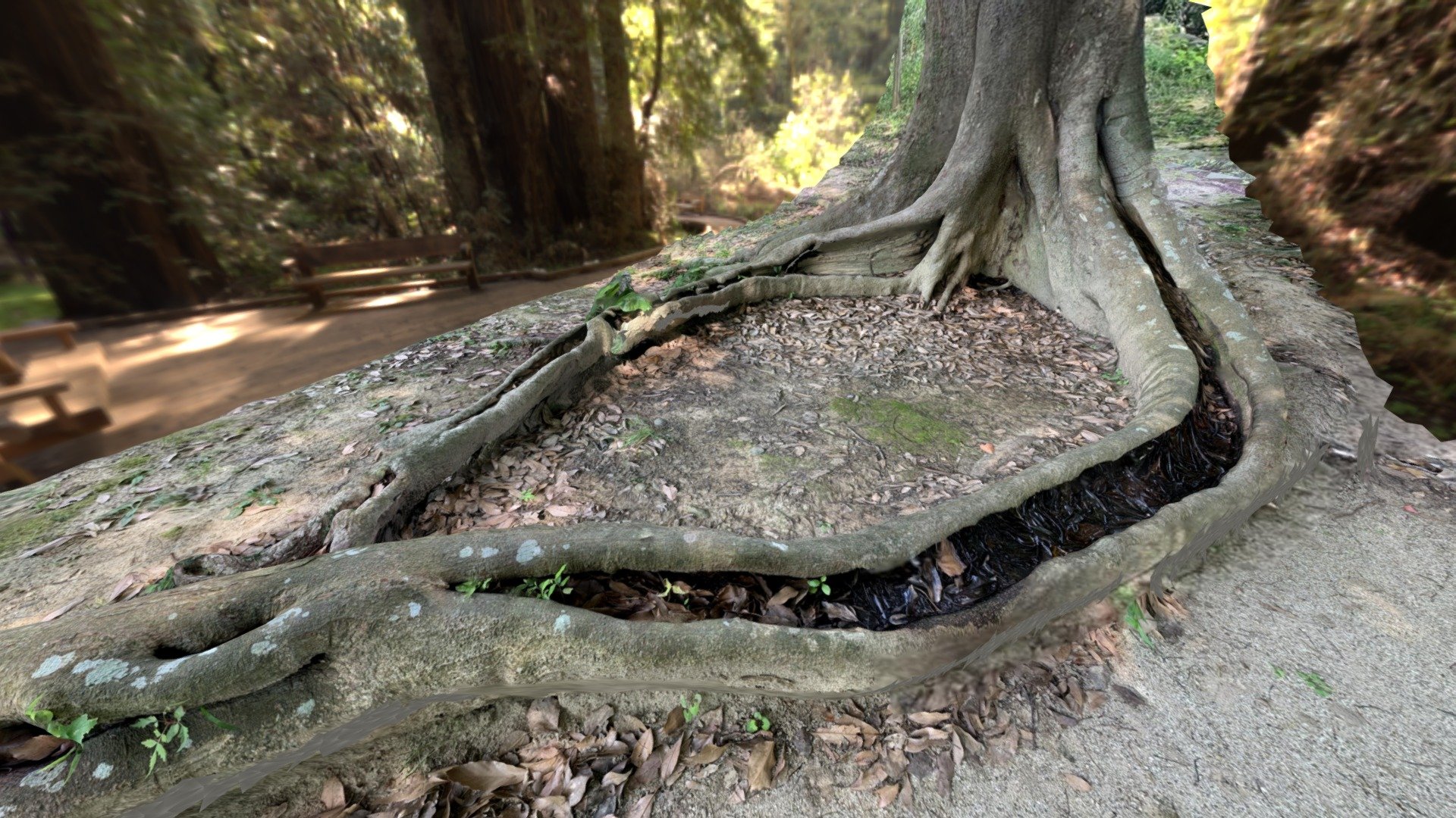 Impressive tree roots - Download Free 3D model by 248m [6063589 ...