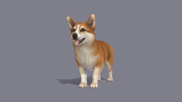 Corgi 3D models - Sketchfab