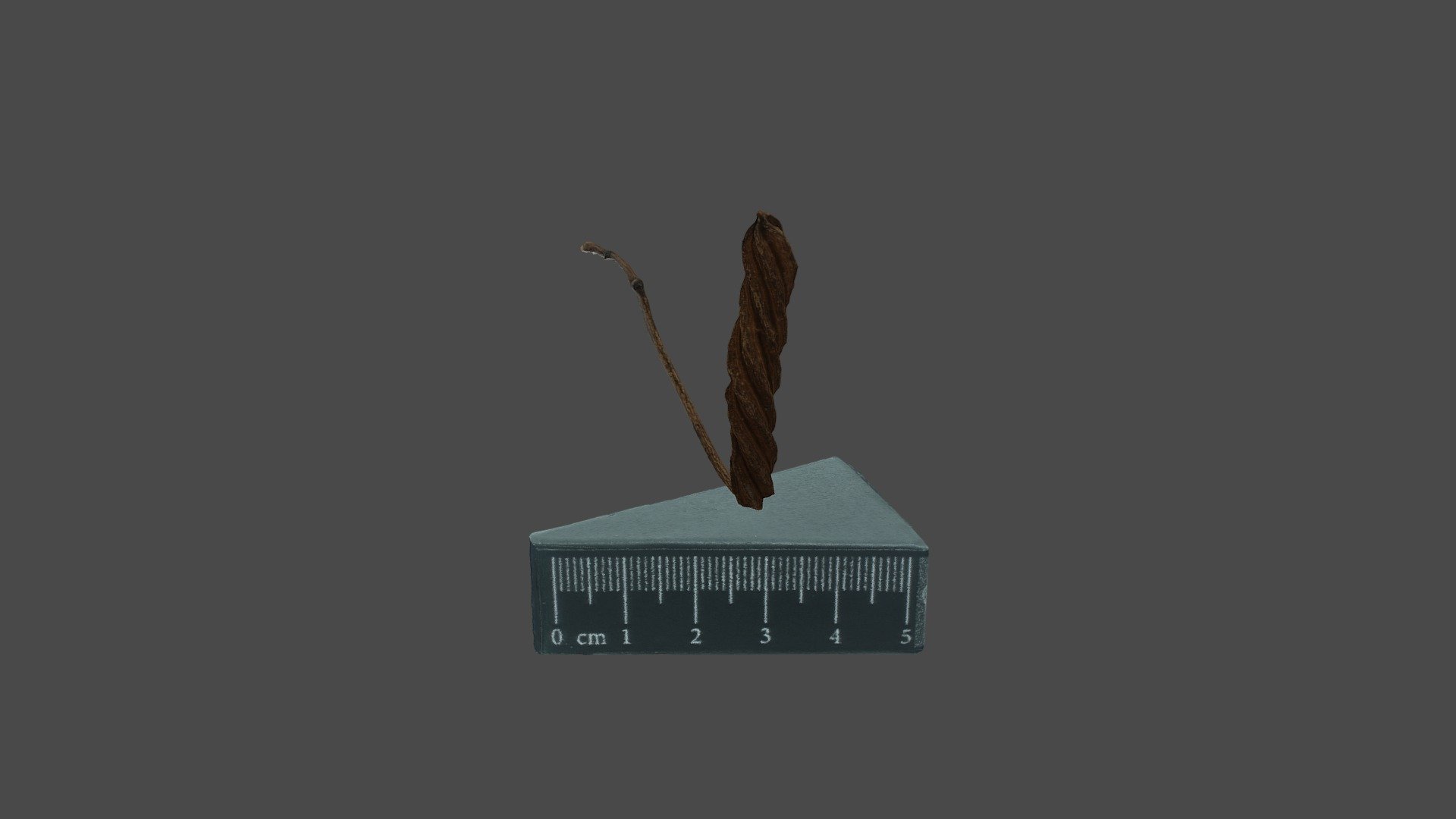ลูกปอปิด scale bar - Download Free 3D model by 65201101047 [606f679 ...