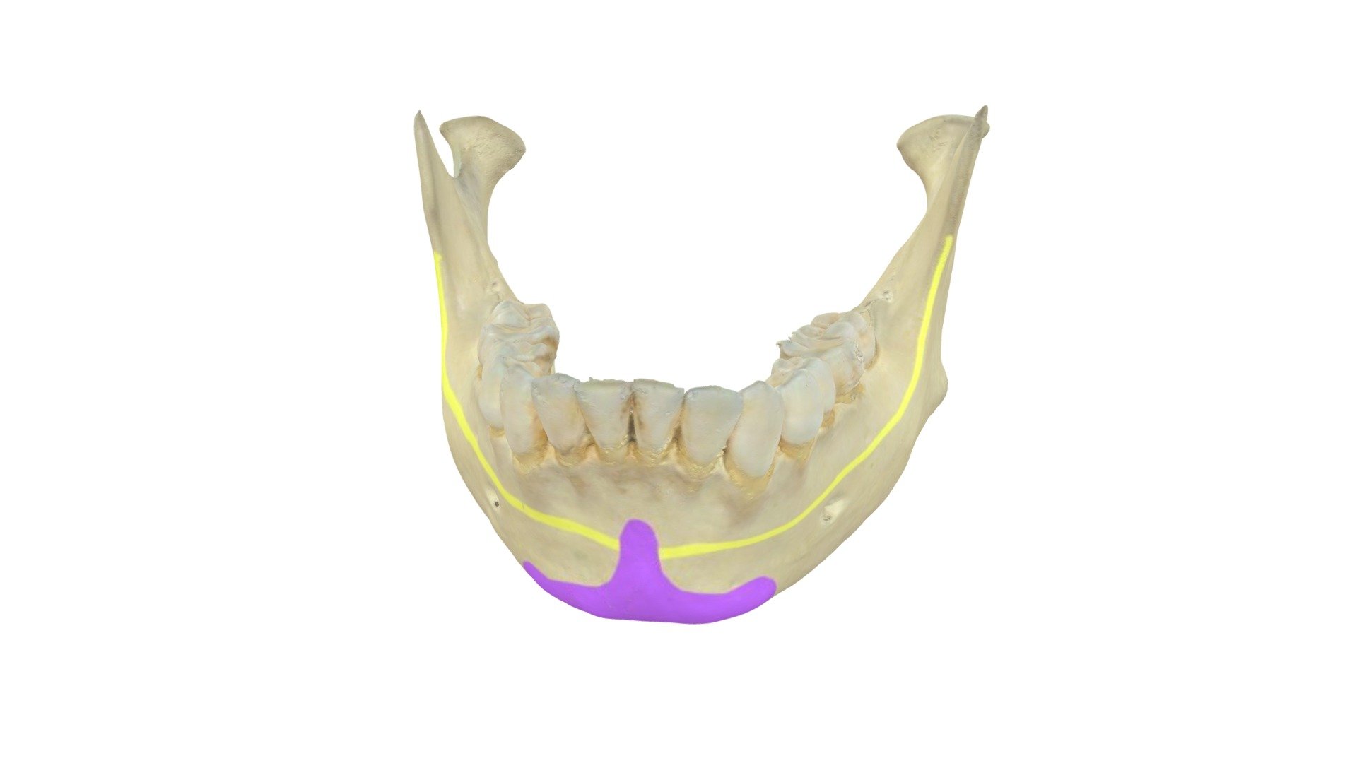 Mandibula Corpus Mandibulae 3d Model By Universiteit Antwerpen Marjanmaldoy 6075024