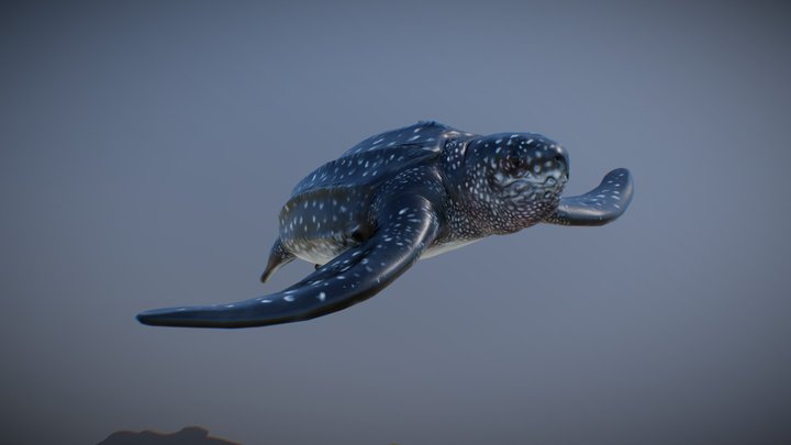 Underwater 3D models - Sketchfab