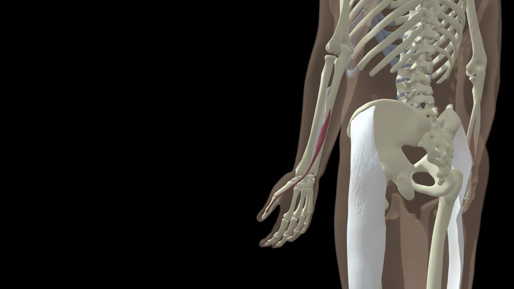 Lab Nine- Anterior and Posterior Forearm - A 3D model collection by ...