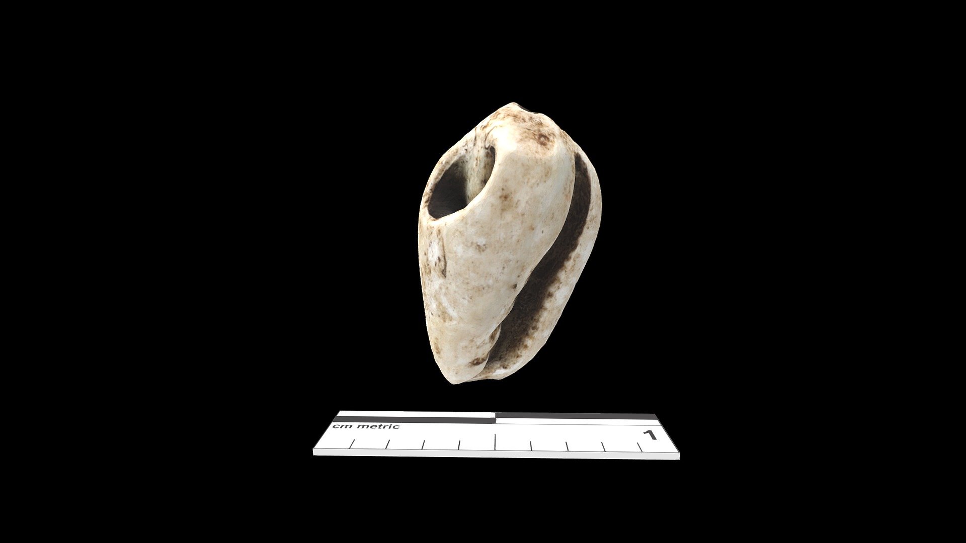 Marine Shell Bead from Oneota Culture - 3D model by danderson4 [607fdd3 ...