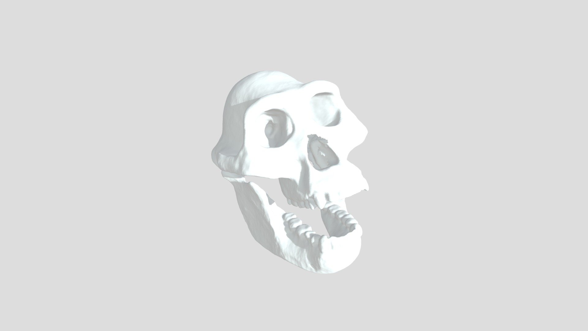 australopithecus-afarensis-skull-cast - 3D model by patriziae6 [6080c73 ...
