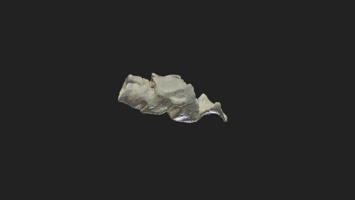 Larynx 3D models - Sketchfab